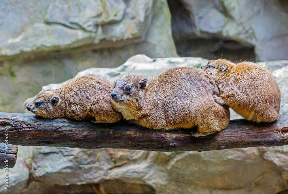 Rock Climbing Animals