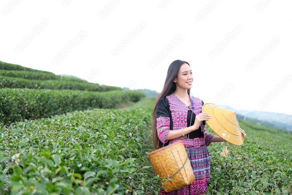 beautiful woman plucking tea leaves in Tea plantation Stock Photo ...