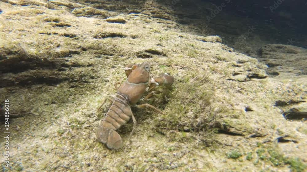 Underwater footage of signal crayfish (Pacifastacus leniusculus) is a North American species of ...