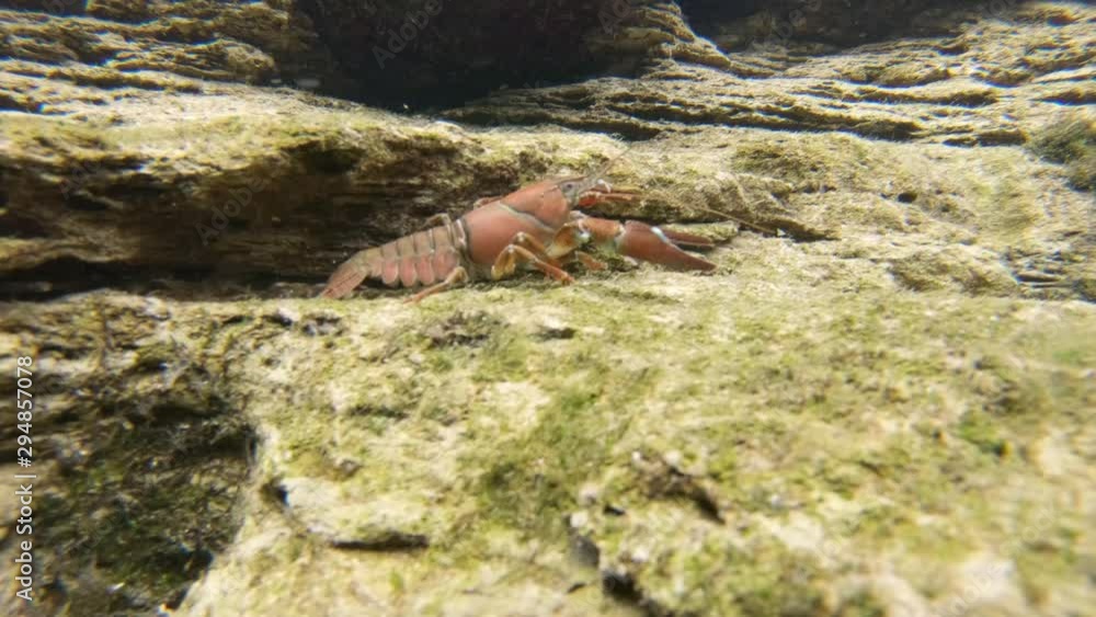 Underwater footage of signal crayfish (Pacifastacus leniusculus) is a ...