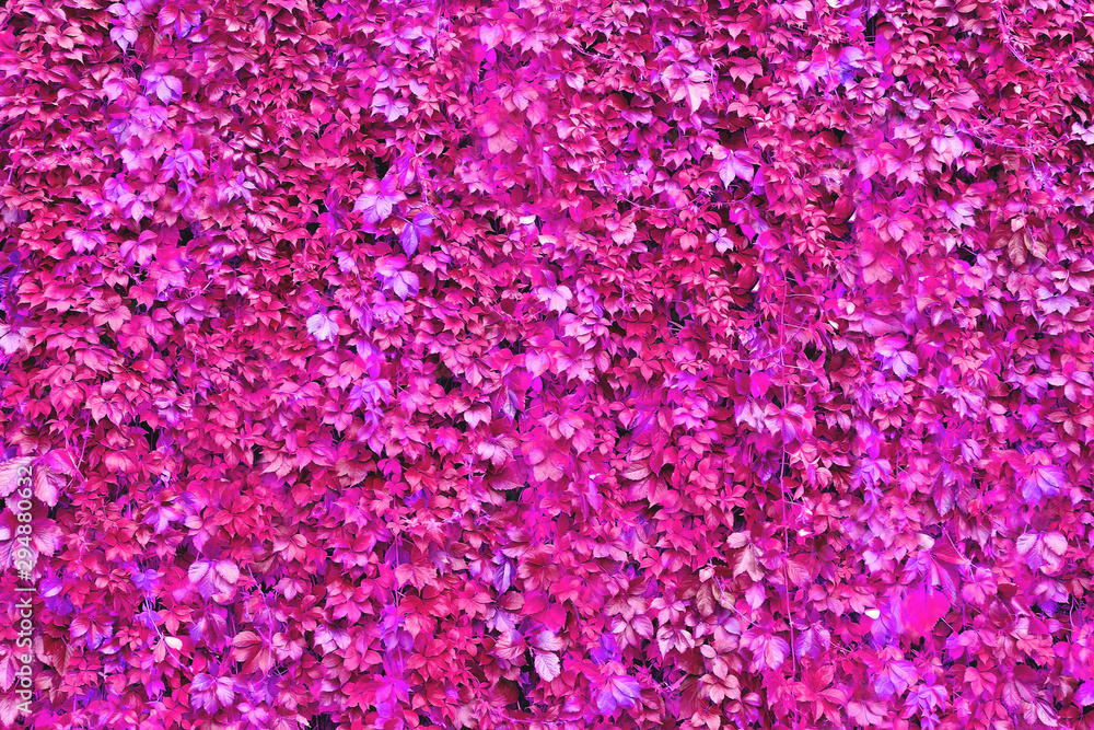 wall overgrown with climbing plant, wall texture of colorful leaves for ...