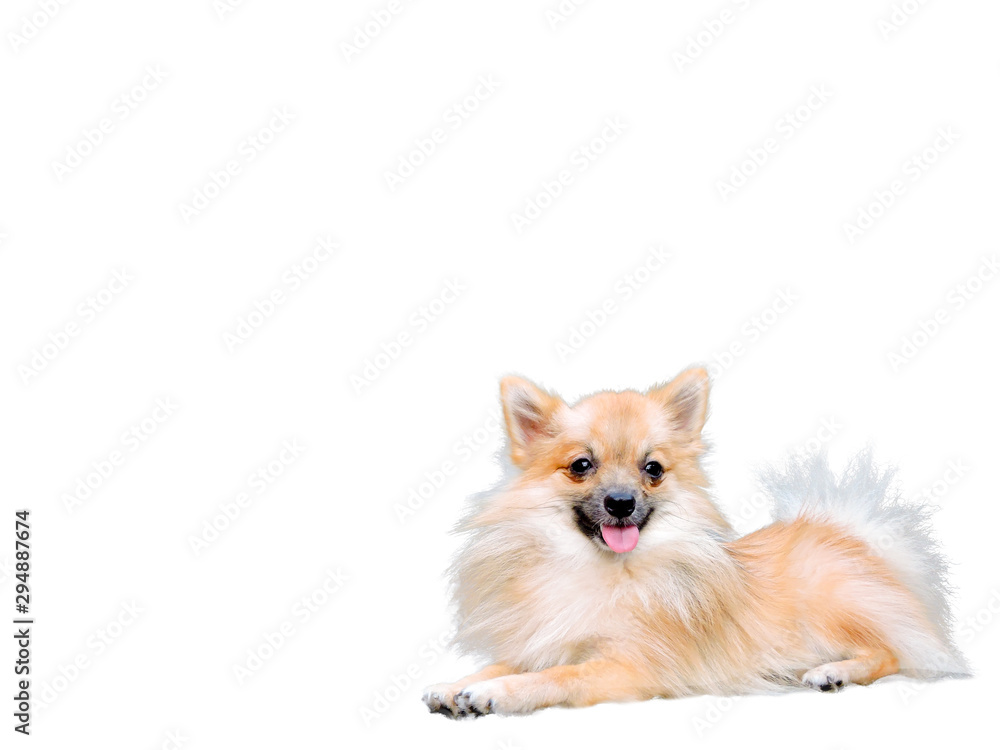 dog with isolated white background Stock Photo | Adobe Stock