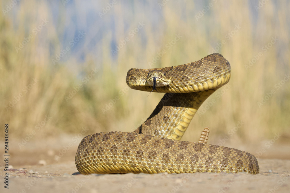 Rattlesnake Coiled Strike