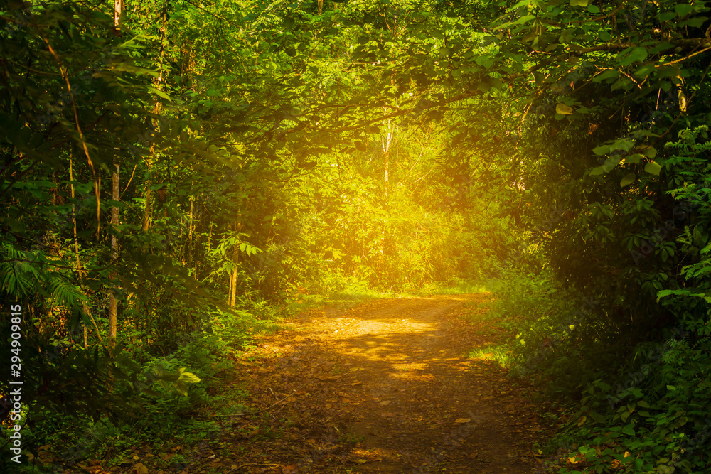 pathway into the forest with the light of the sun Stock Photo | Adobe Stock