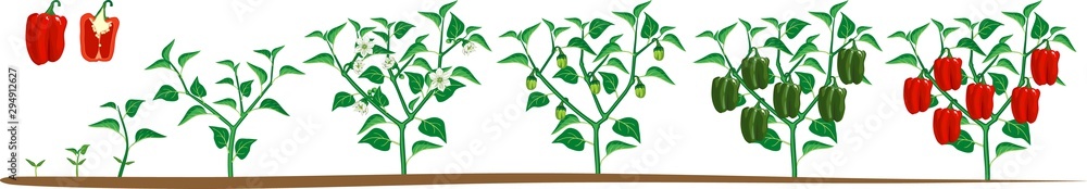 Life cycle of pepper plant. Growth stages from seed to flowering and ...