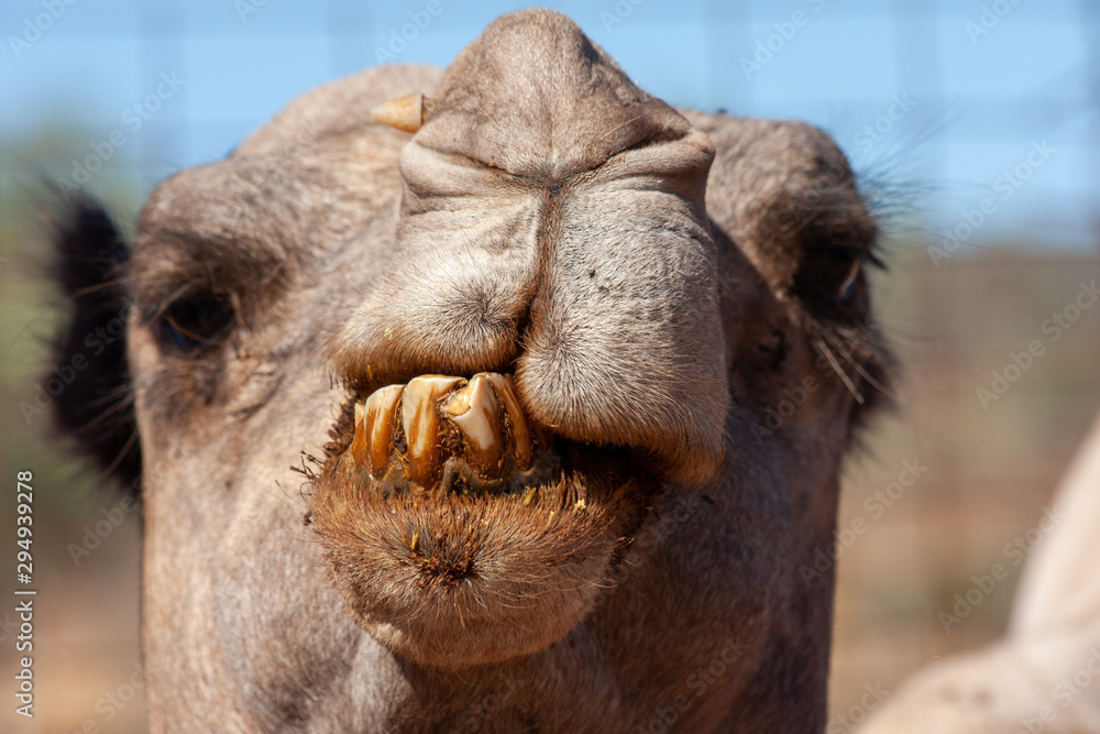 Camel Teeth