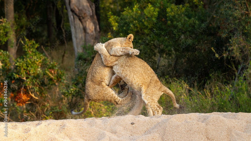 Lion cubs playing in Londolozi Private Game Reserve Stock Photo | Adobe ...