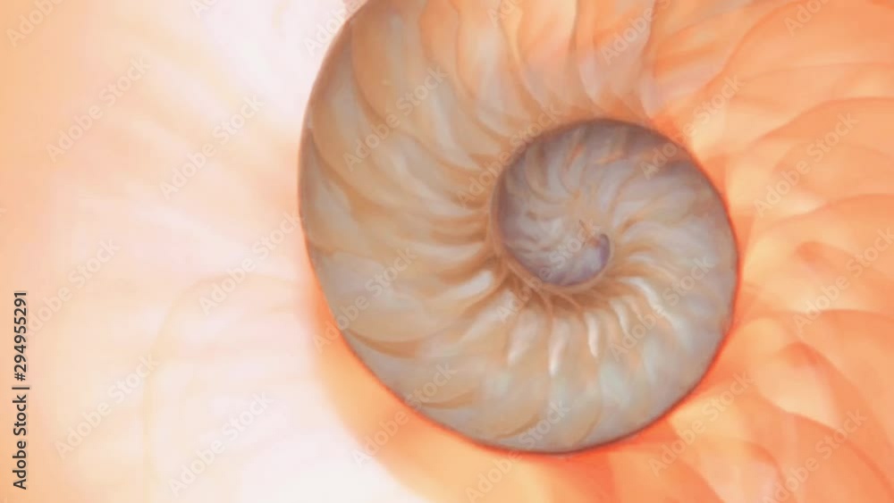 shell nautilus Fibonacci footage video clip turning coral pink shell ...