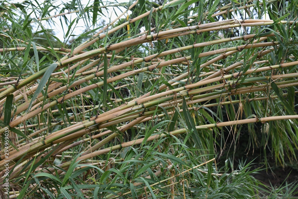 Foto de Giant reed (Arundo donax) / Giant reed (Arundo donax) is a ...