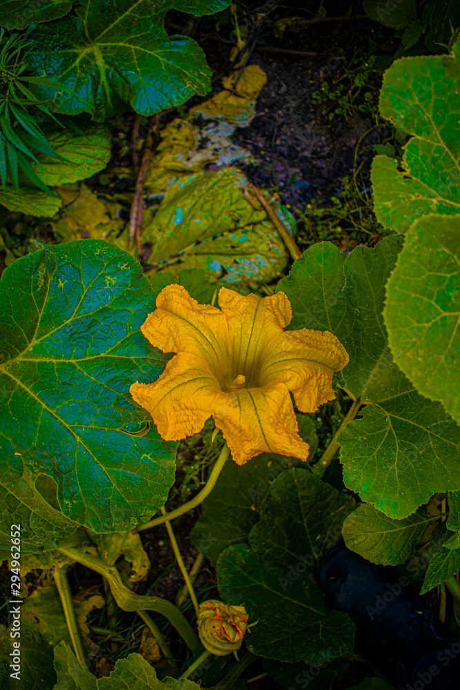 flor de chilecayote grande amarillas entre sus hojas grandes con ...