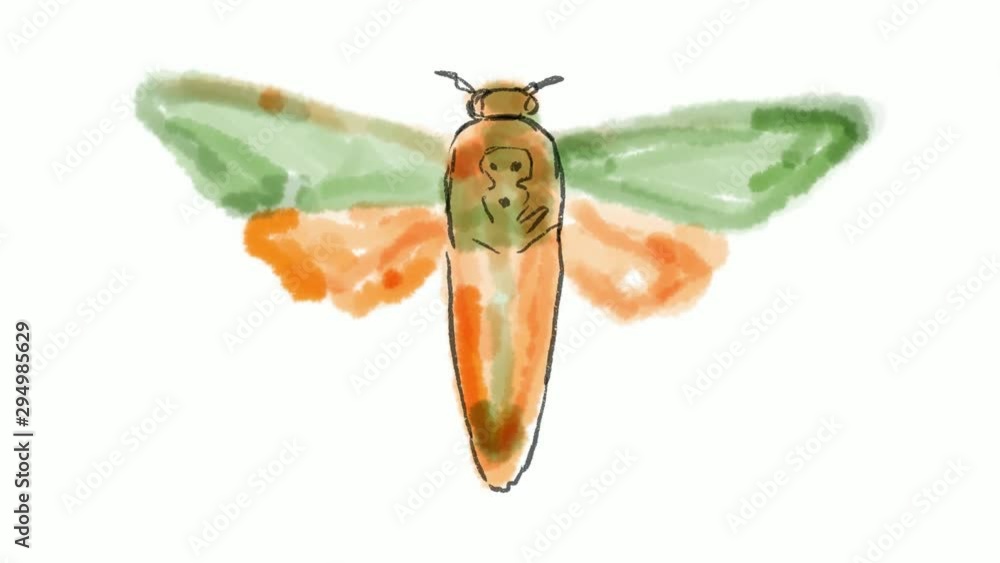 Time lapse video 2D animation of a drawing of a Sphinx Moth on white ...
