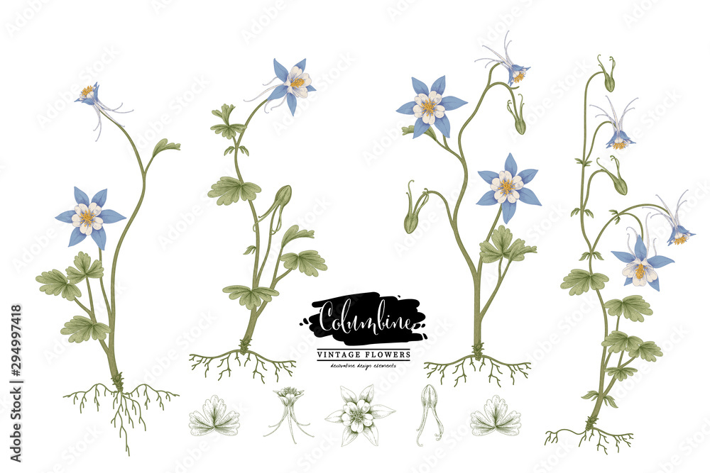 Sketch Floral Botany Collection. Columbine flower (Aquilegia chrysantha ...