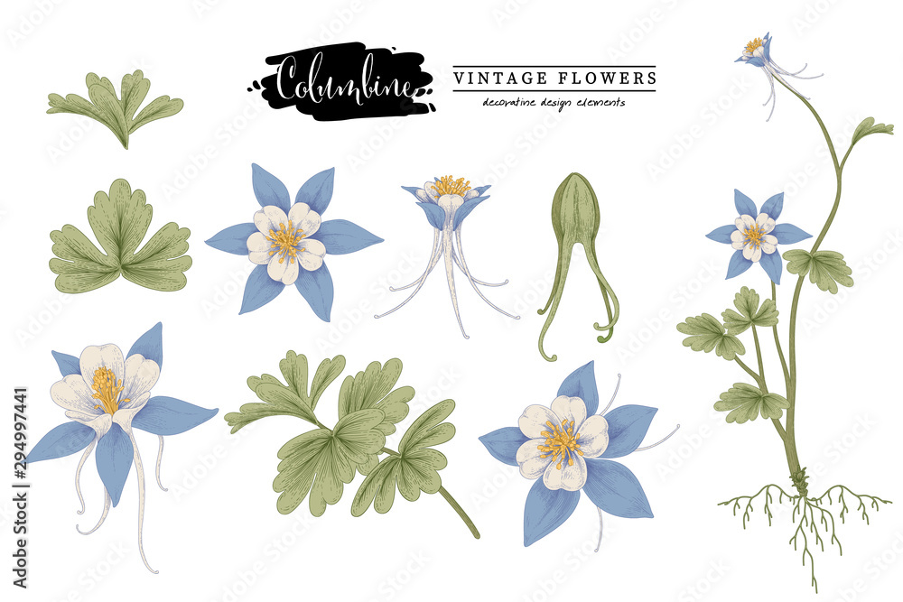 Sketch Floral Botany Collection. Columbine flower (Aquilegia chrysantha ...