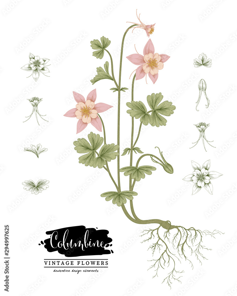 Vetor de Sketch Floral Botany Collection. Pink Columbine flower ...
