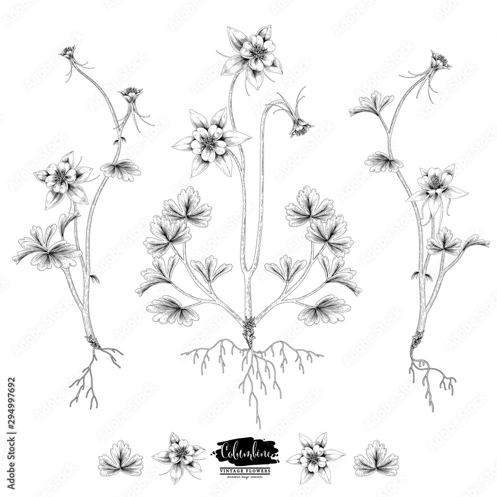 Sketch Floral Botany Collection. Columbine flower (Aquilegia chrysantha ...
