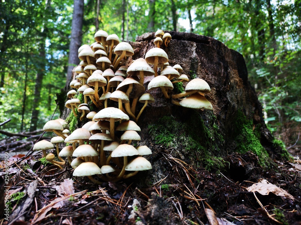Baumstamm Wald Pilze Stock Photo | Adobe Stock