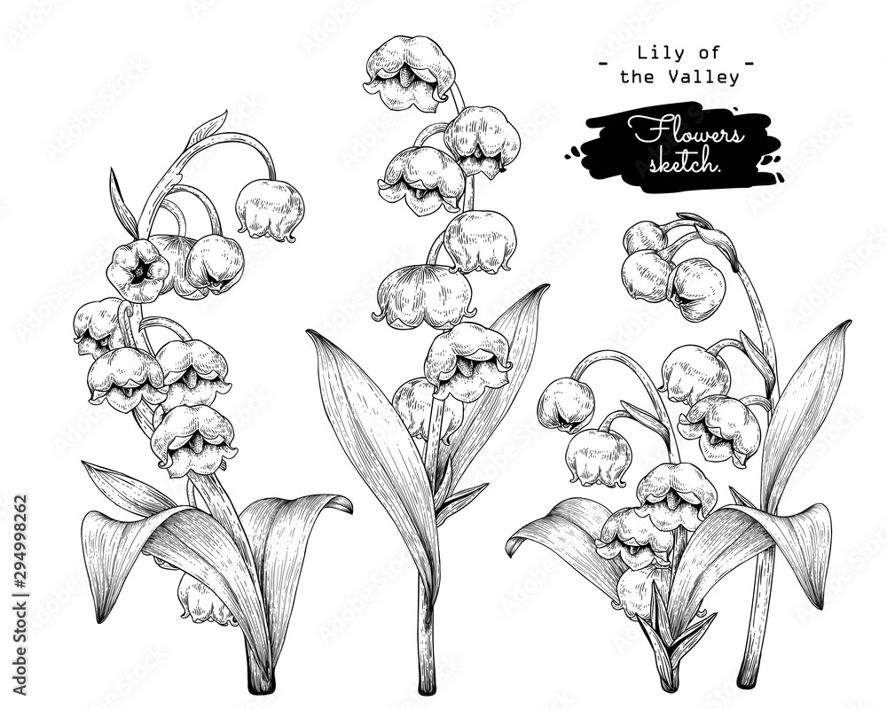 Lily Of The Valley Flower Drawing