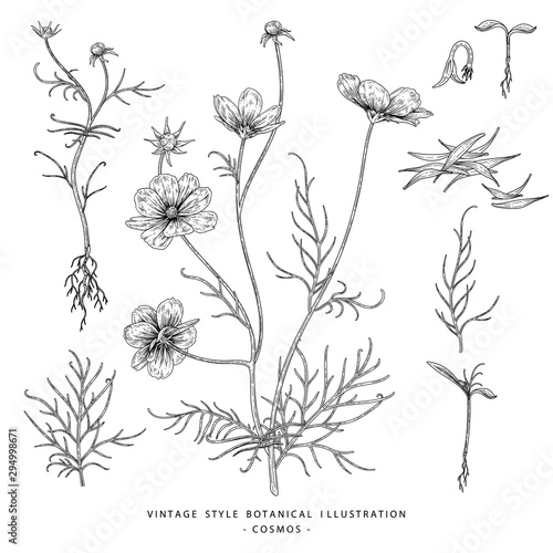 Flower Roots Drawing