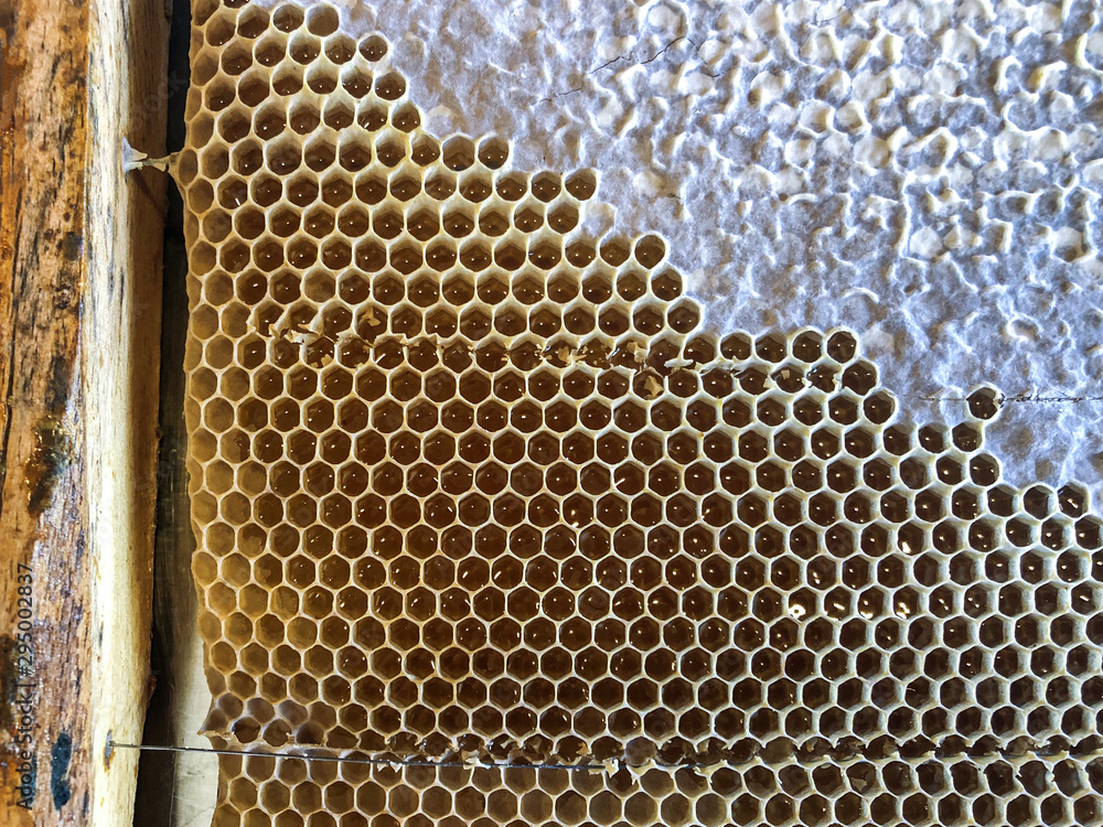 Natural Frame Structures