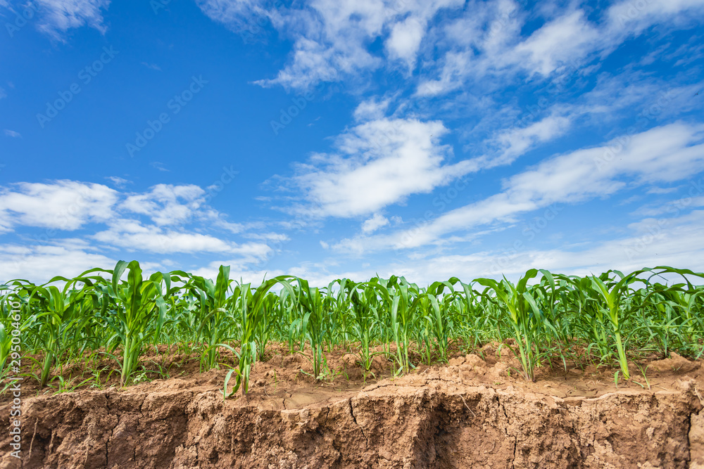 Young green corn field, Row of corn plantation near sliding soil ...