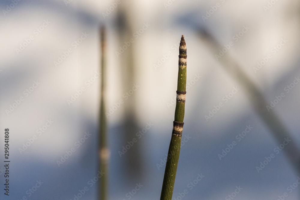 Poster Equisetum (horsetail, snake grass, puzzlegrass) is the only ...