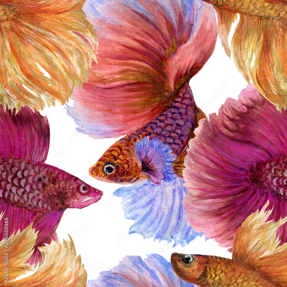 Watercolor Betta fish siamese fighting fish and chinese fighting fish ...