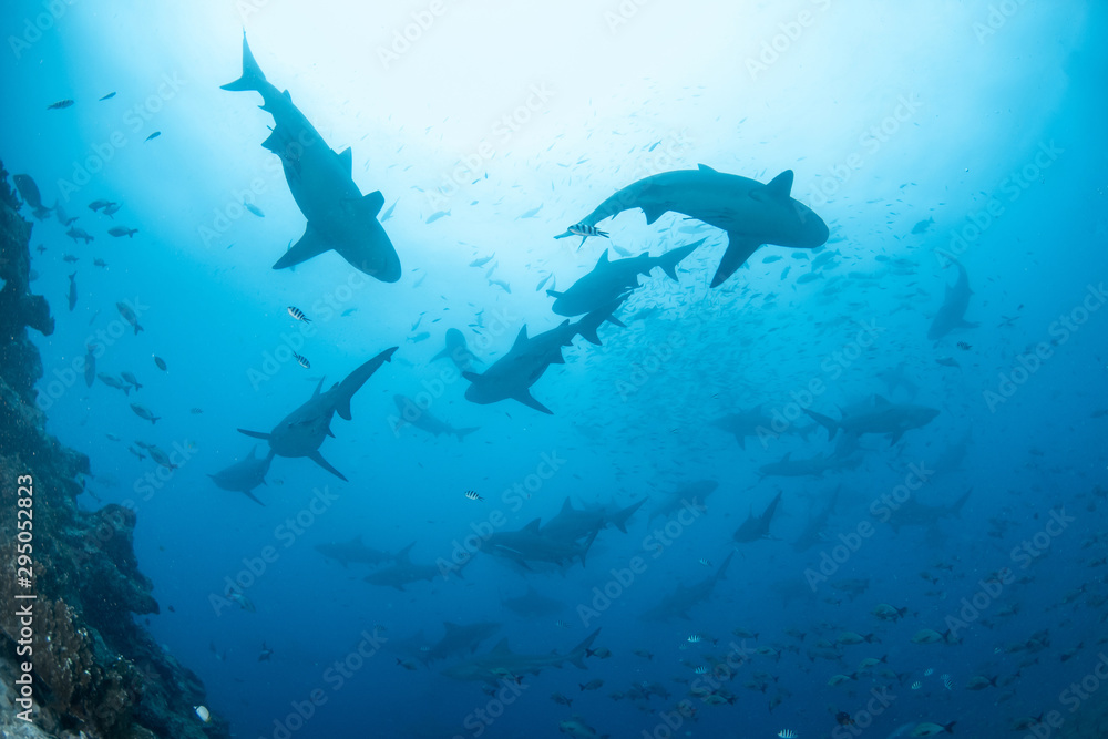School of Bull Shark, Carcharhinus leucas Stock Photo | Adobe Stock
