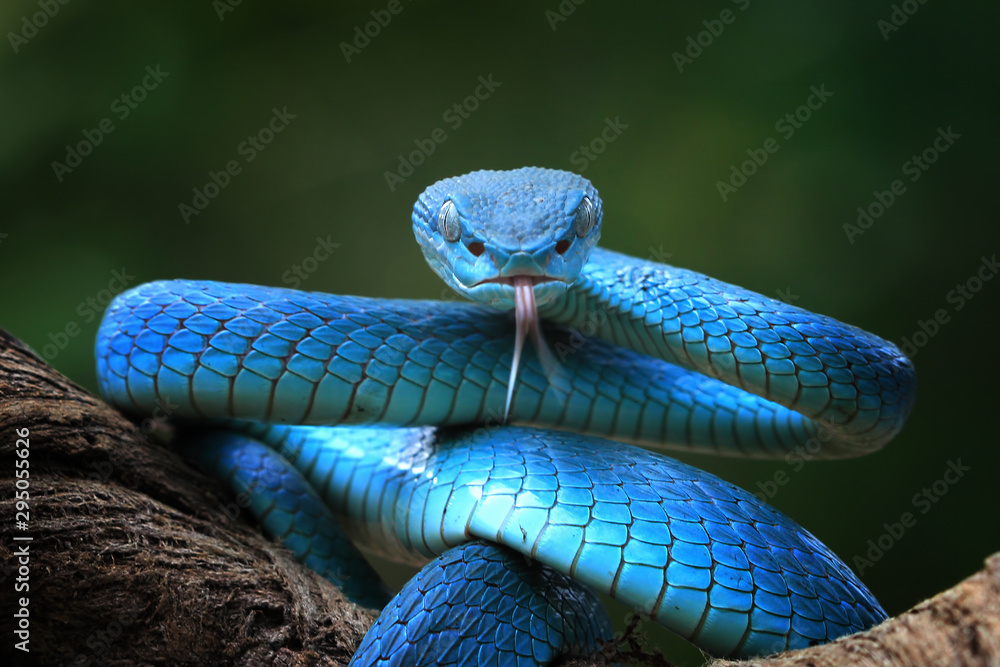 Blue viper snake closeup face, viper snake, blue insularis ...