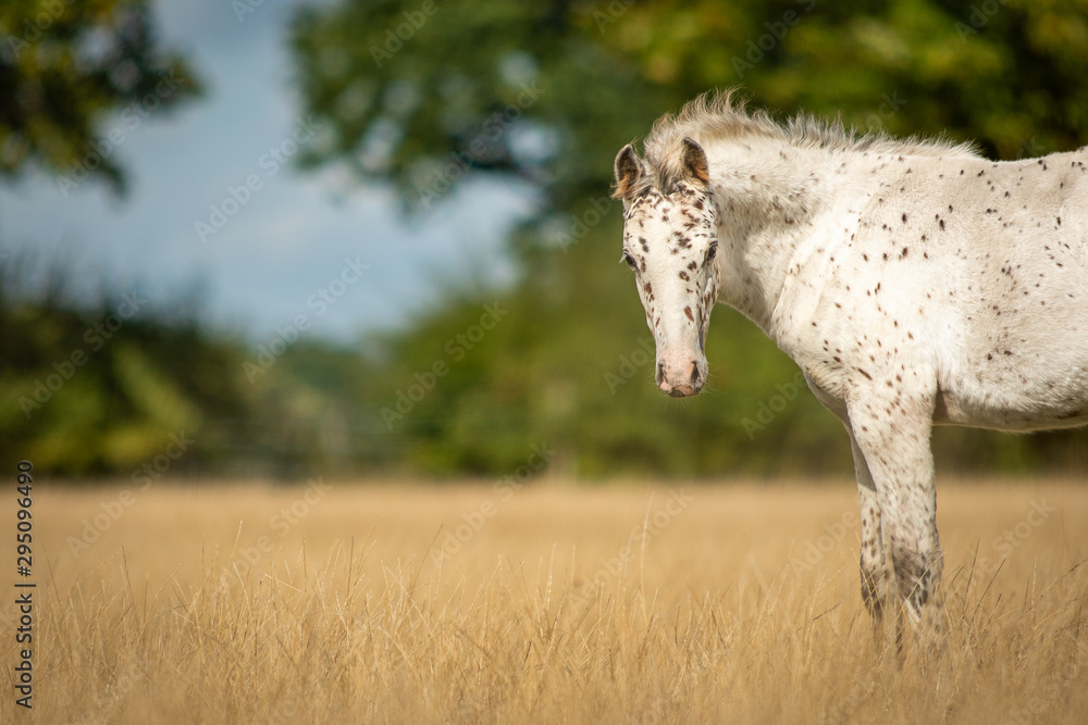 Knabstrupper Foal