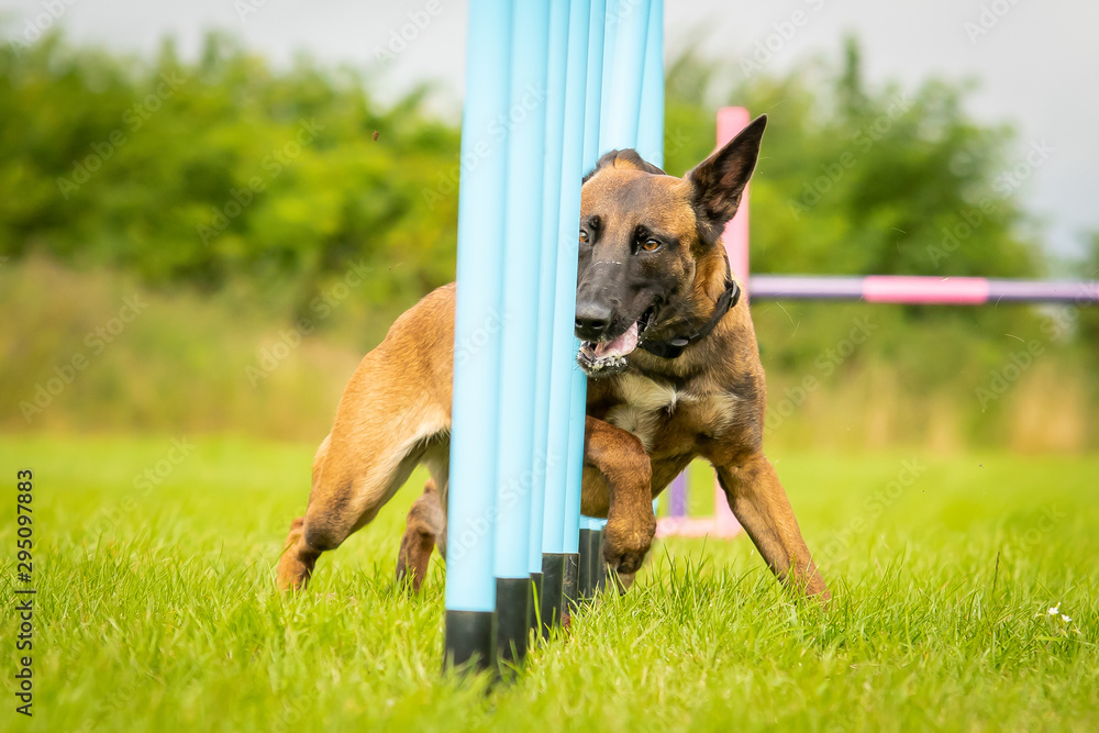 Belgian Malinois Completing Dog Agility Weaving Poles Stock Photo ...