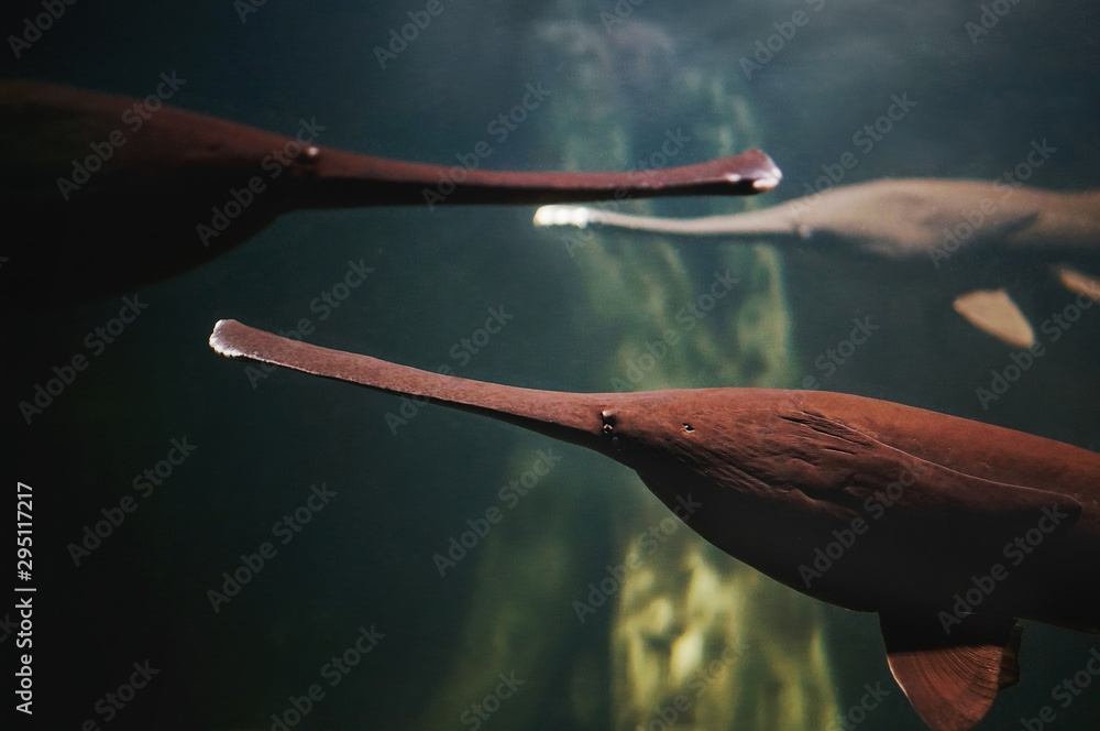 The American paddlefish (Polyodon spathula) is a species of basal ray ...