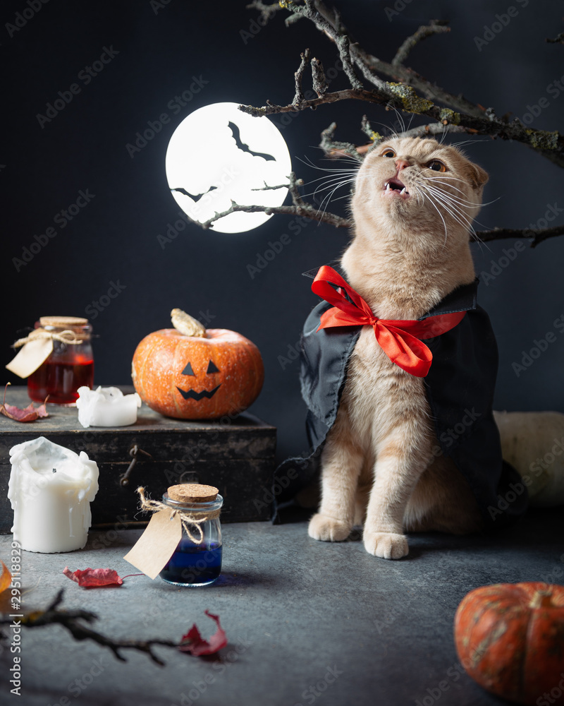 Cat vampire with teeth wearing dracula costume, pumpkins, jack o ...