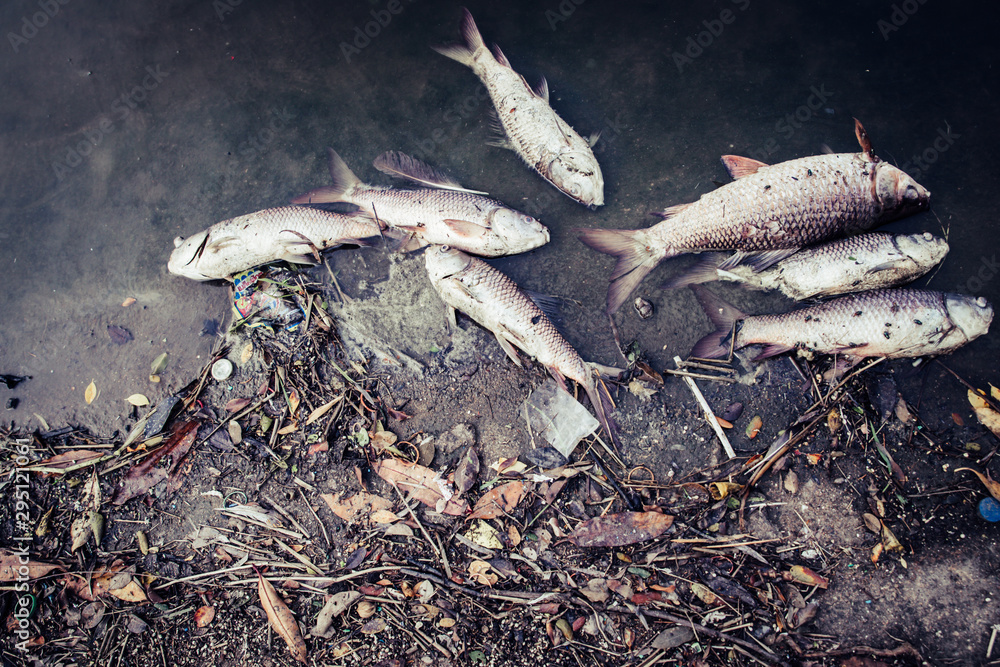 Water Pollution Fish Dead Fish Floated In The Dark Water, Water