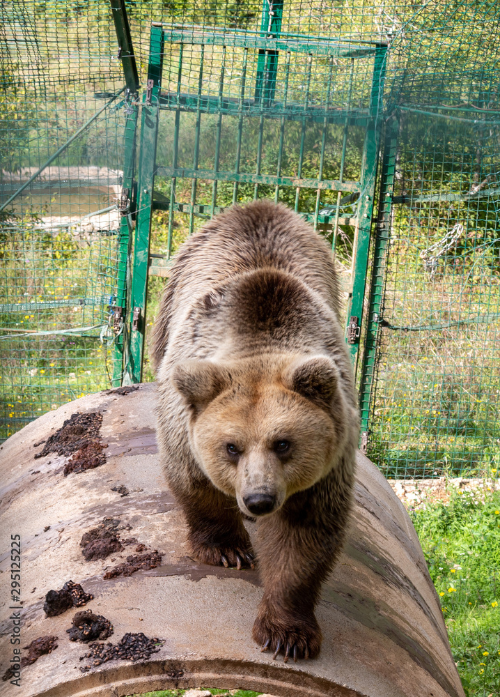Abruzzo Bear