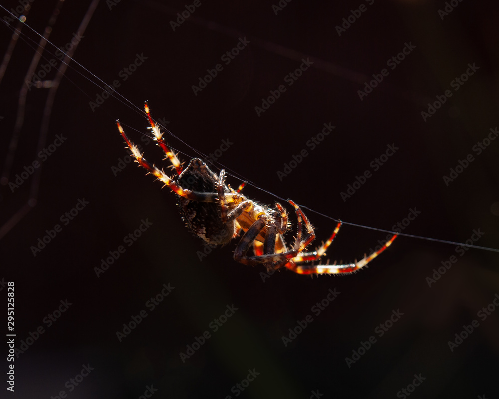 Garden spider hanging from a thread in the sunlight with its web in the ...