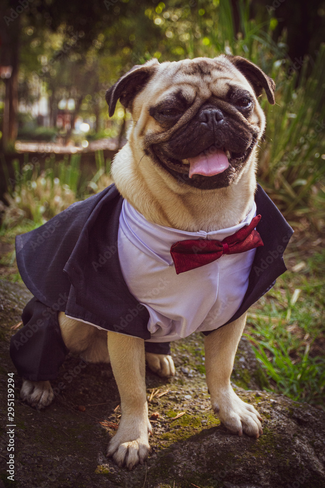 Perro pug vestido con frac. El doguillo, comúnmente llamado carlino o ...