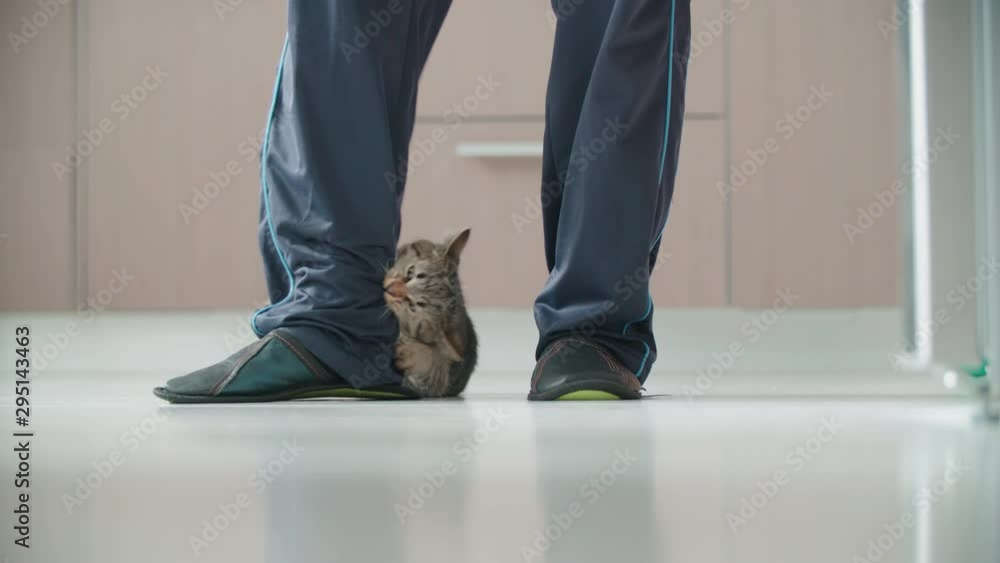 Kitten attack and bite owners leg 4K. Static long shot of person feet ...