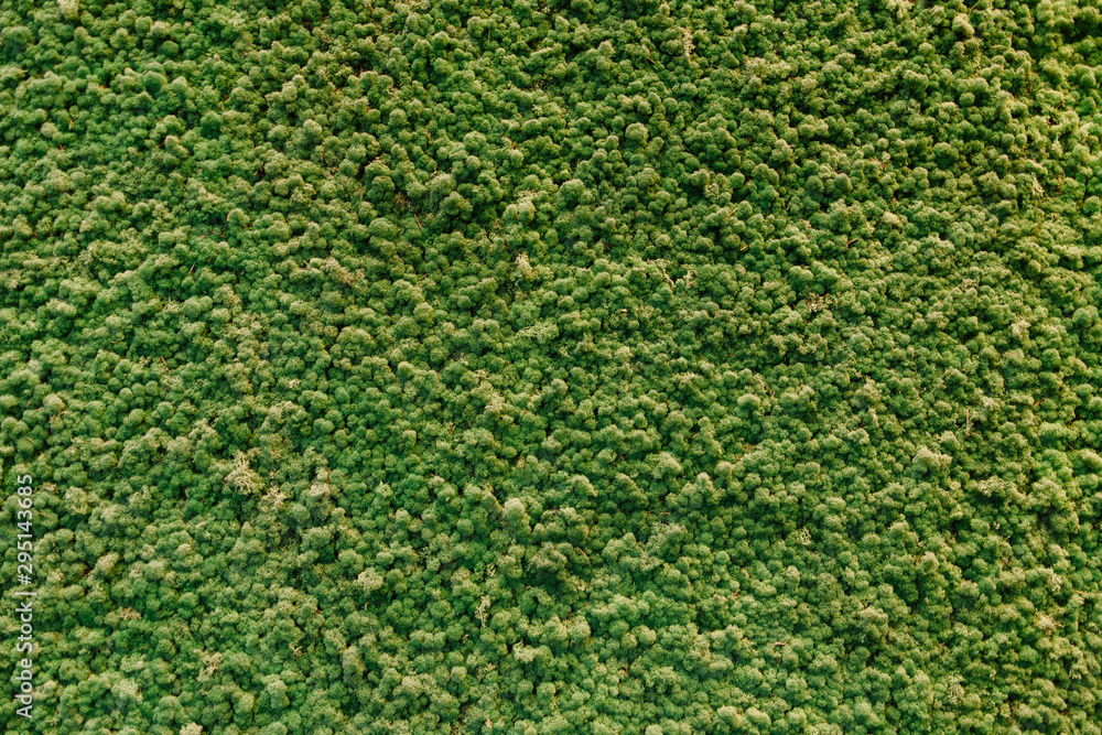 green moss wall texture background Stock Photo | Adobe Stock