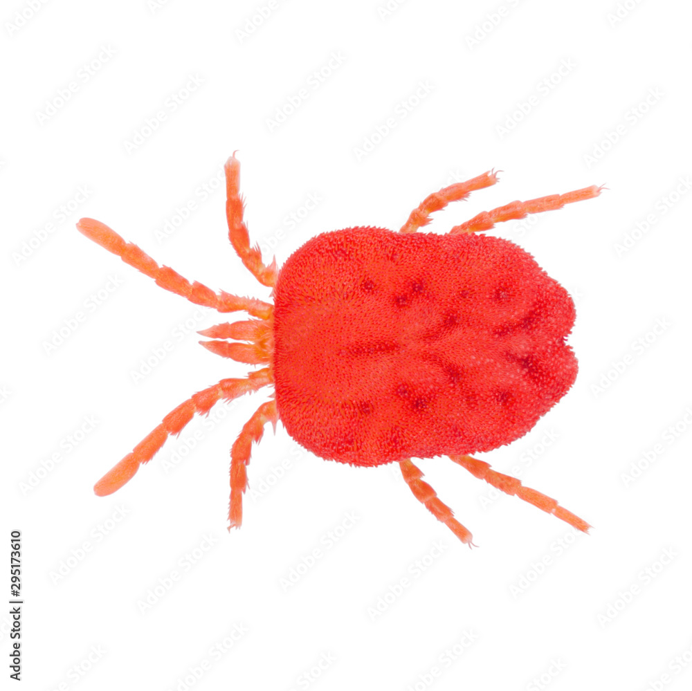 Velvet Mite Trombidium holosericeumis a species of mite in the genus ...