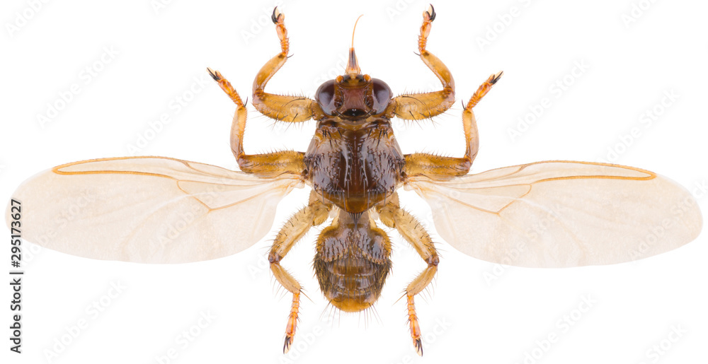 Lipoptena cervi, the deer ked or deer fly, is a species of biting fly ...