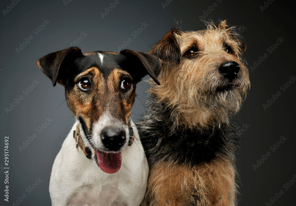 Wire Fox Terrier Mixed Breed