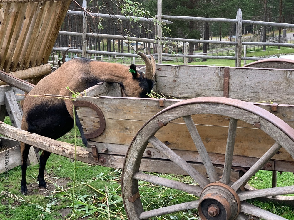 Ziegenbock / Ziege / Zwergziege Bock im Bauernhof, steigt zum Fressen ...