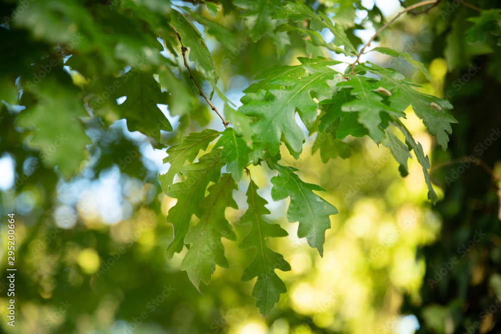 Feuilles de chêne tauzin ou chêne des Pyrénées Photos | Adobe Stock