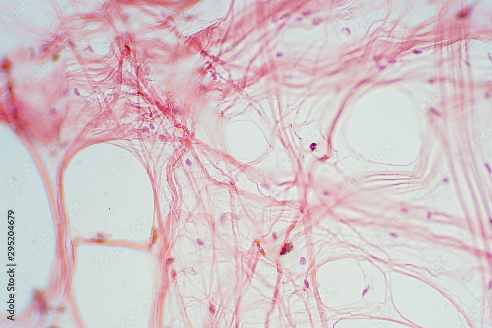 Areolar Connective Tissue