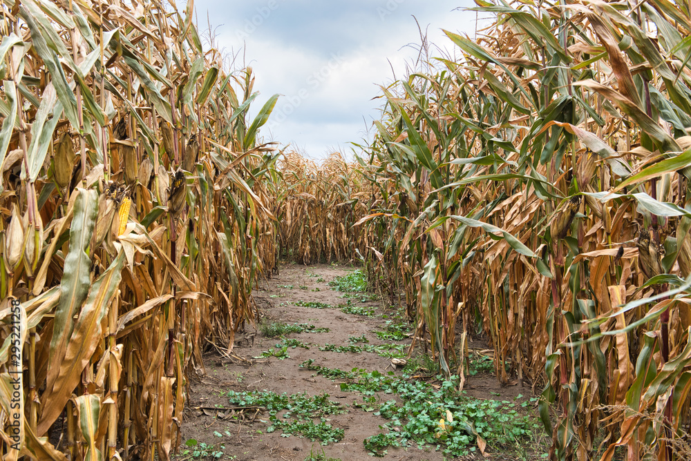 Inside a corn field maze with a cloudy sky Stock Photo | Adobe Stock