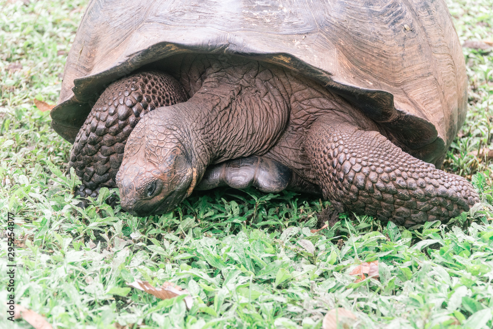 Large Tortoise turtle. Green Galapagos wildlife. Close up of turtle ...