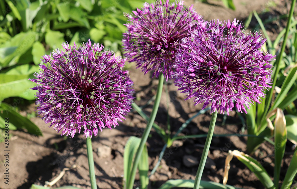 Garlic Plants With Purple Flowers
