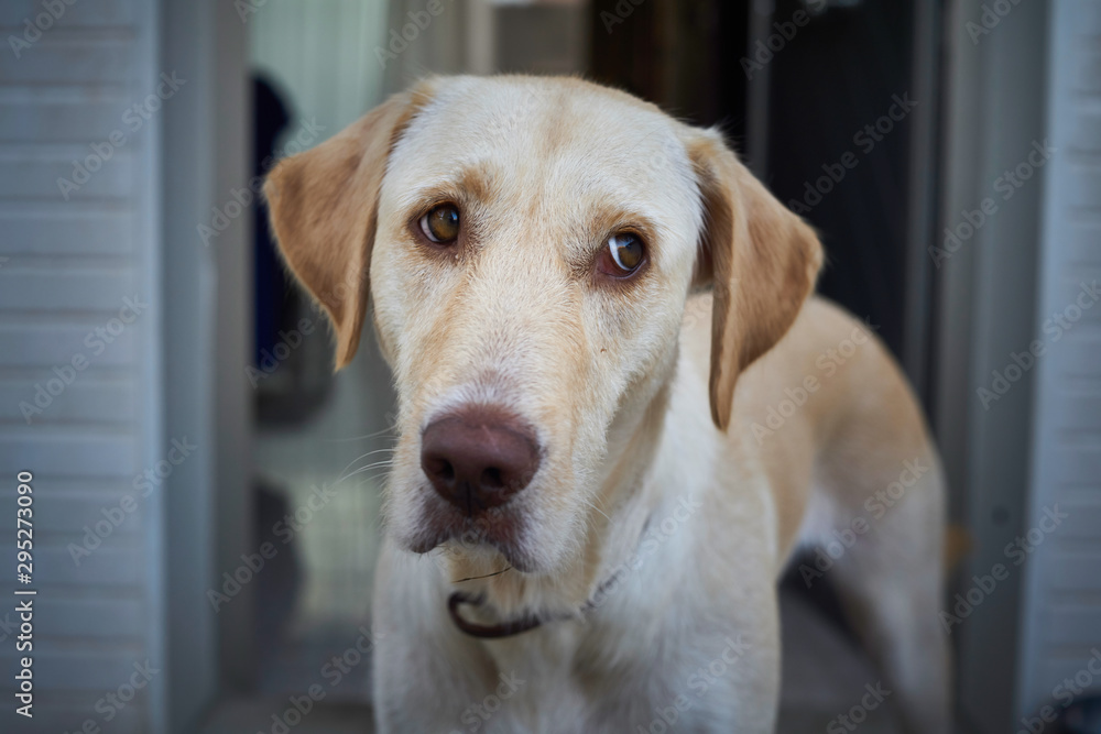 What Color Eyes Do Yellow Labs Have