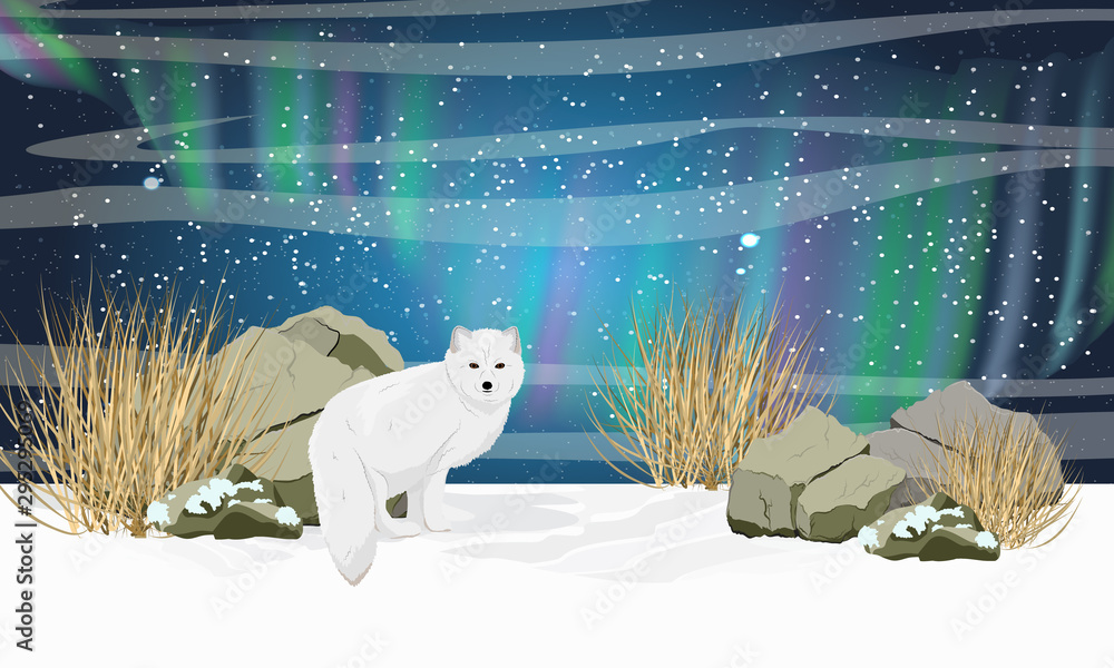 White arctic fox in the snow. Stones, dry grass and the northern lights ...
