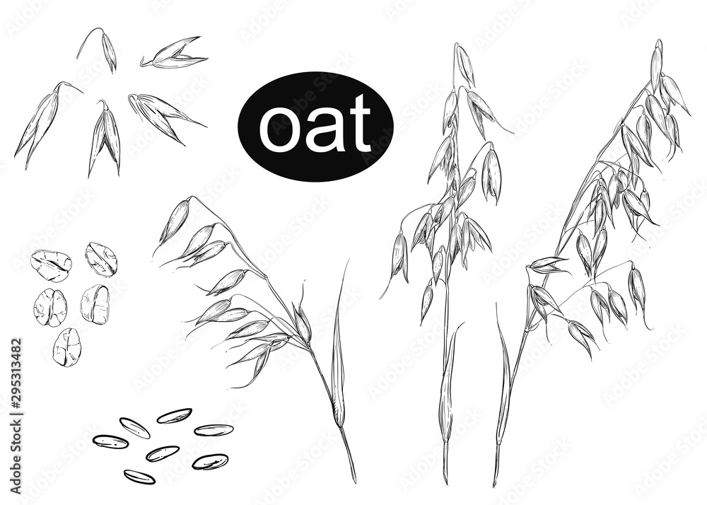 Detailed hand drawn ink black and white illustration set of oat, grain ...